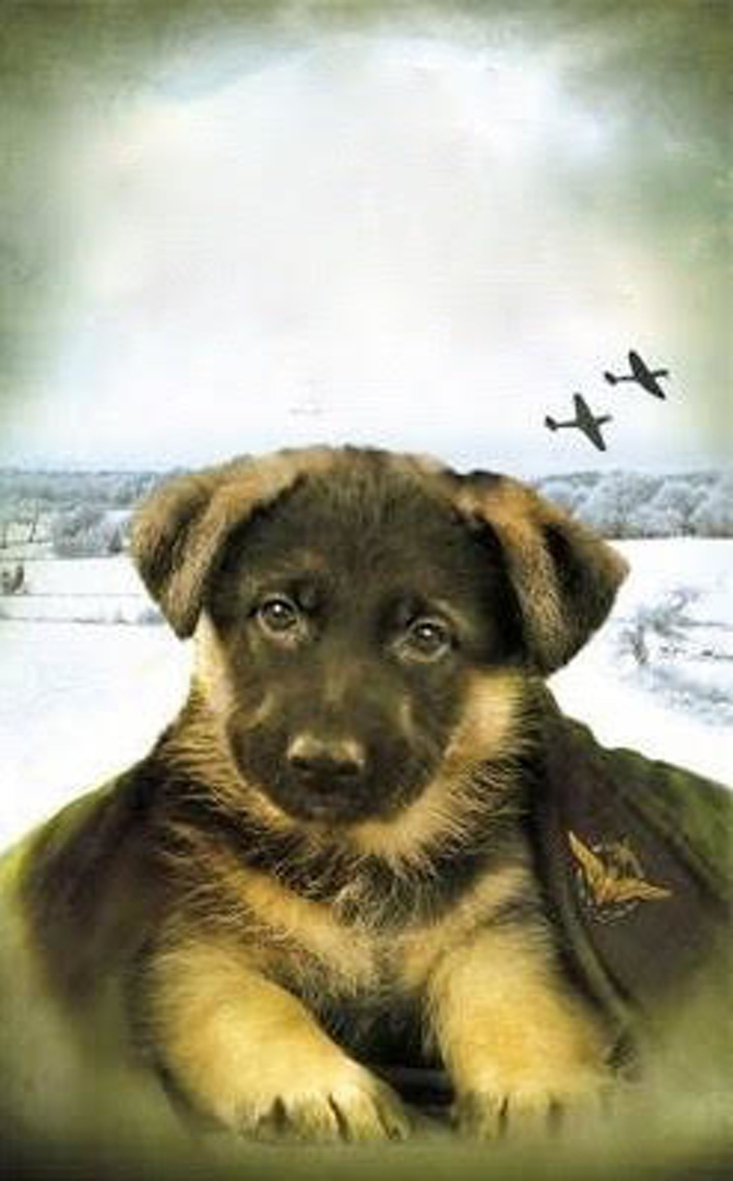 Antis: The War Dog | Loon Productions