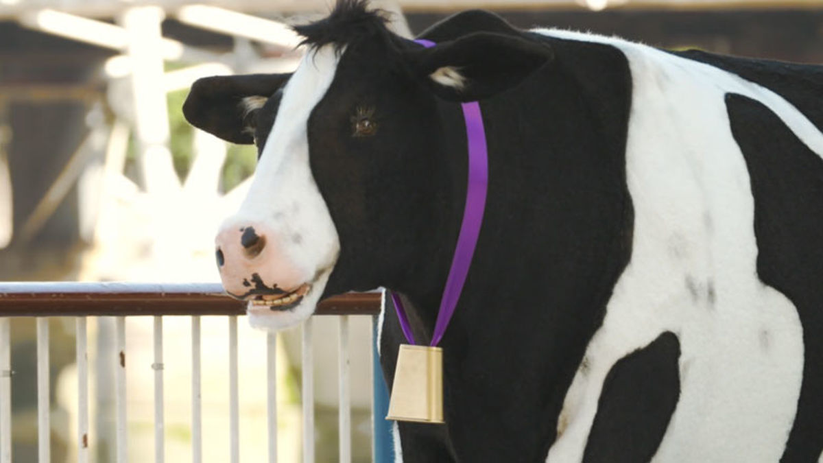 Adopt A Cow - Cadbury | Mcasso